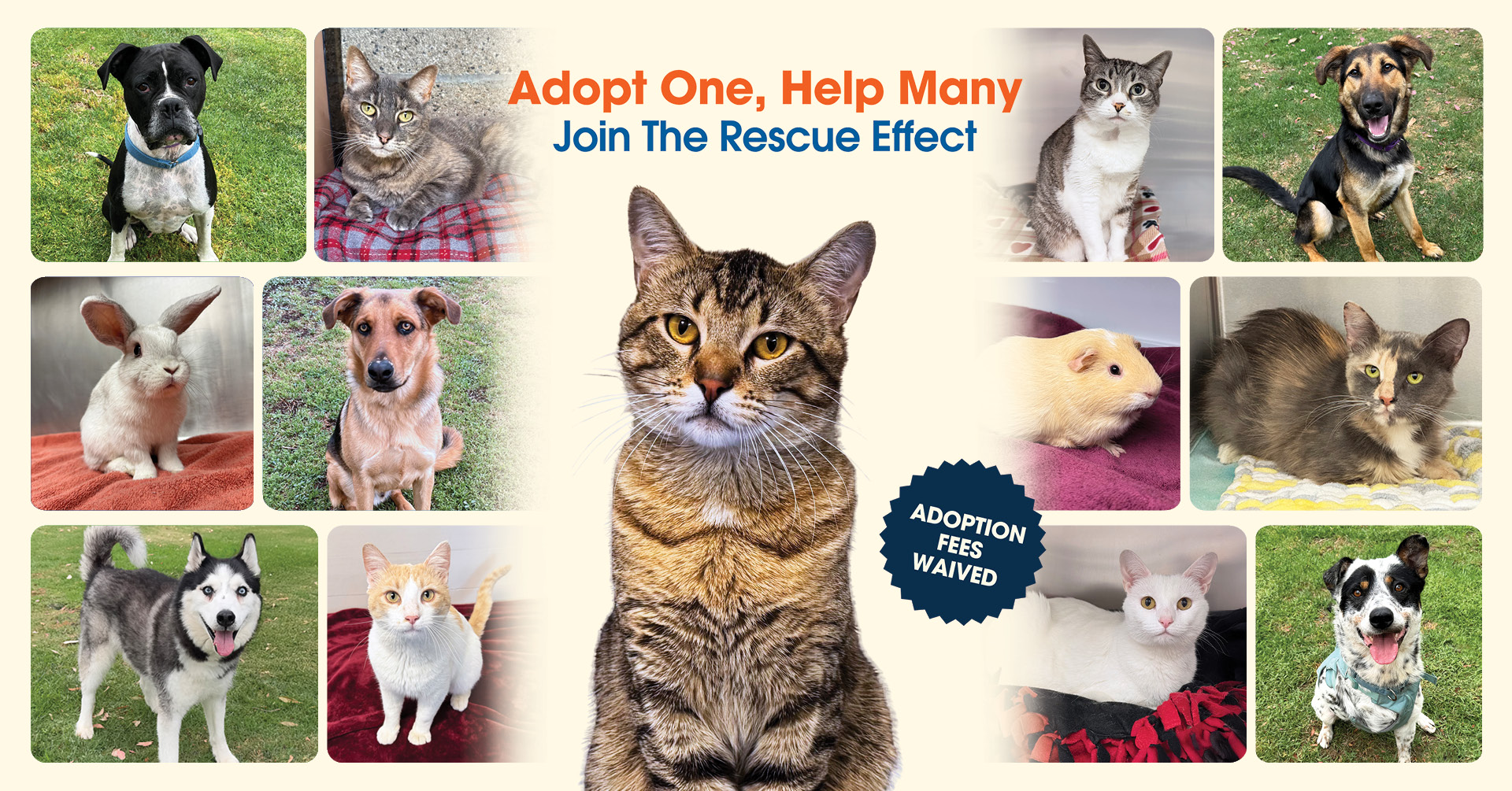 2025 ASPCA Rescue Effect at the Irvine Animal Care Center | City of Irvine